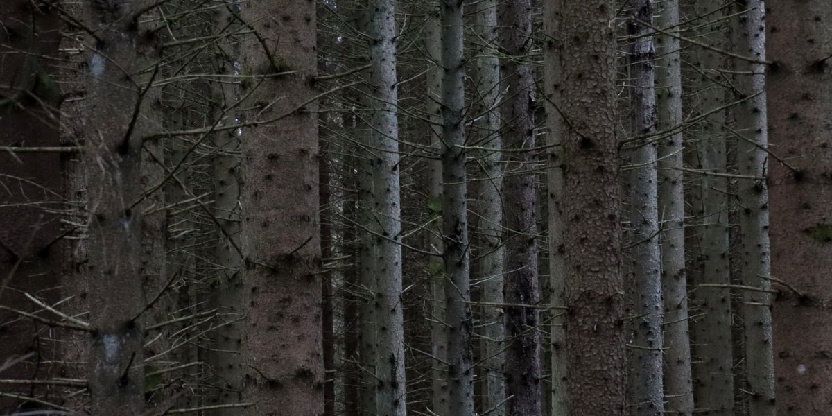 Skog eller granåker – LIV I FRI LUFT