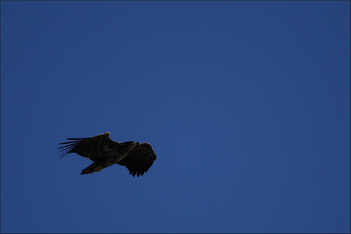 Fallen eagle – LIV I FRI LUFT