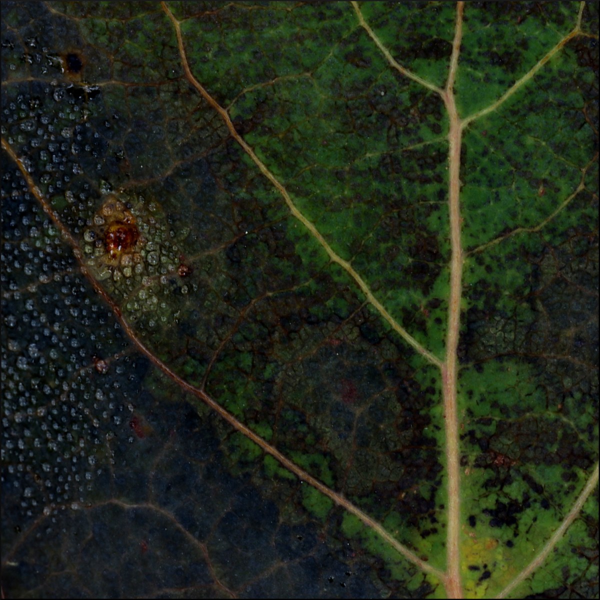 Sensommarasp – LIV I FRI LUFT